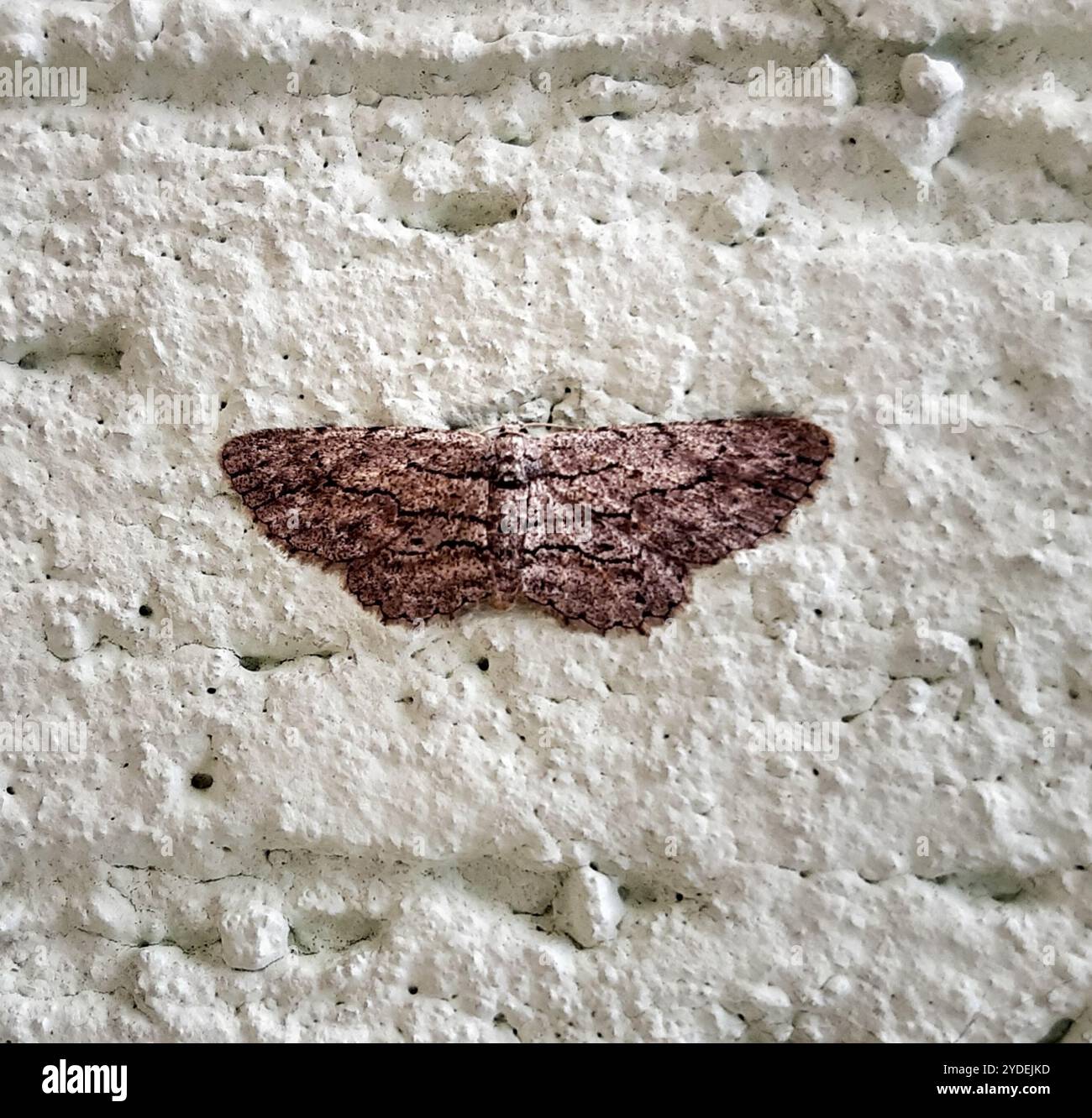 Geometer Moths (Geometridae Stock Photo - Alamy