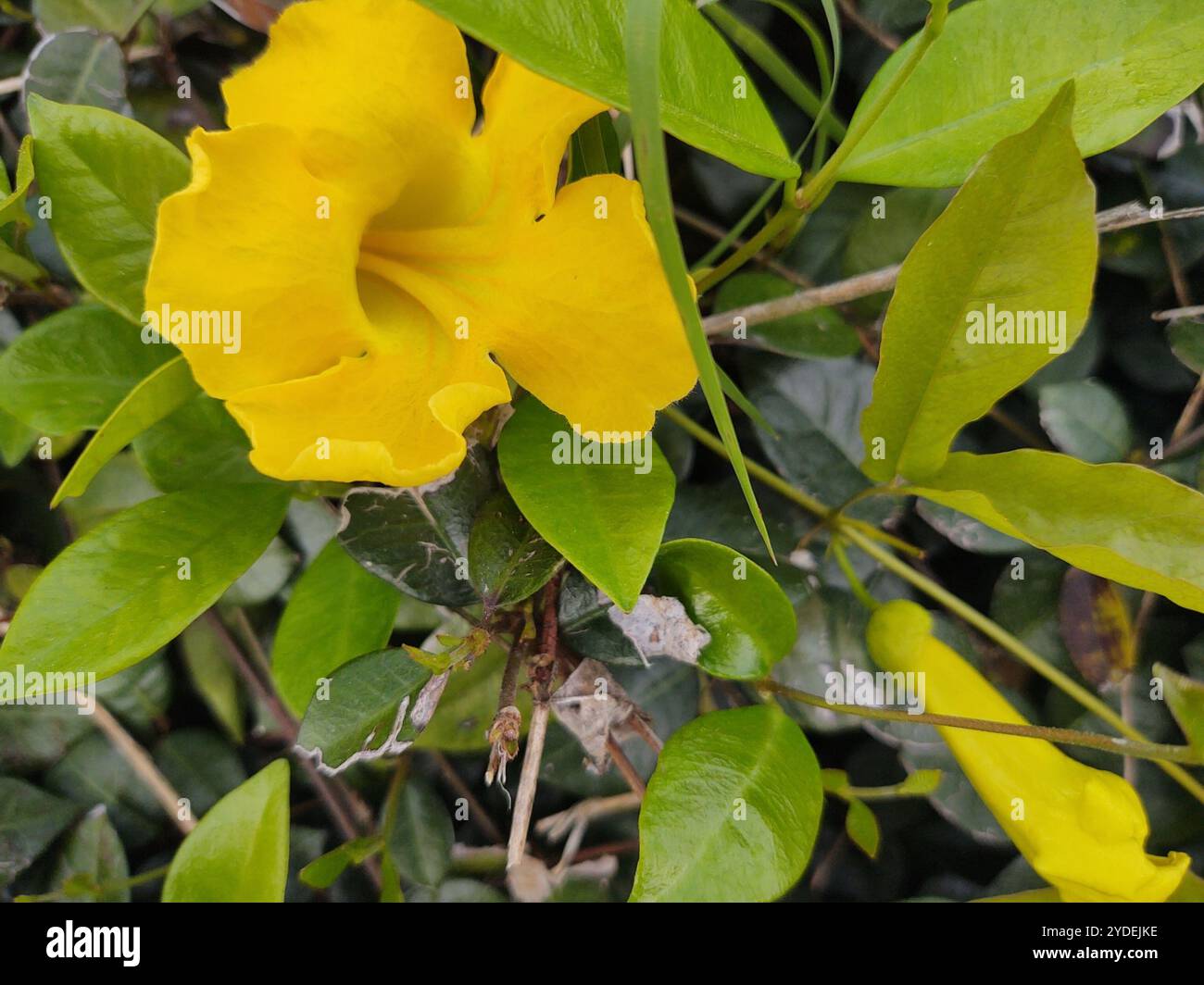 Unguis cati hi-res stock photography and images - Alamy