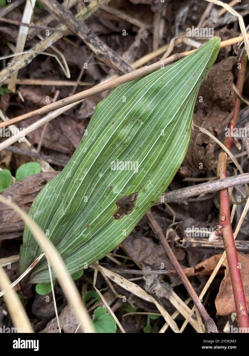 putty root (Aplectrum hyemale Stock Photo - Alamy