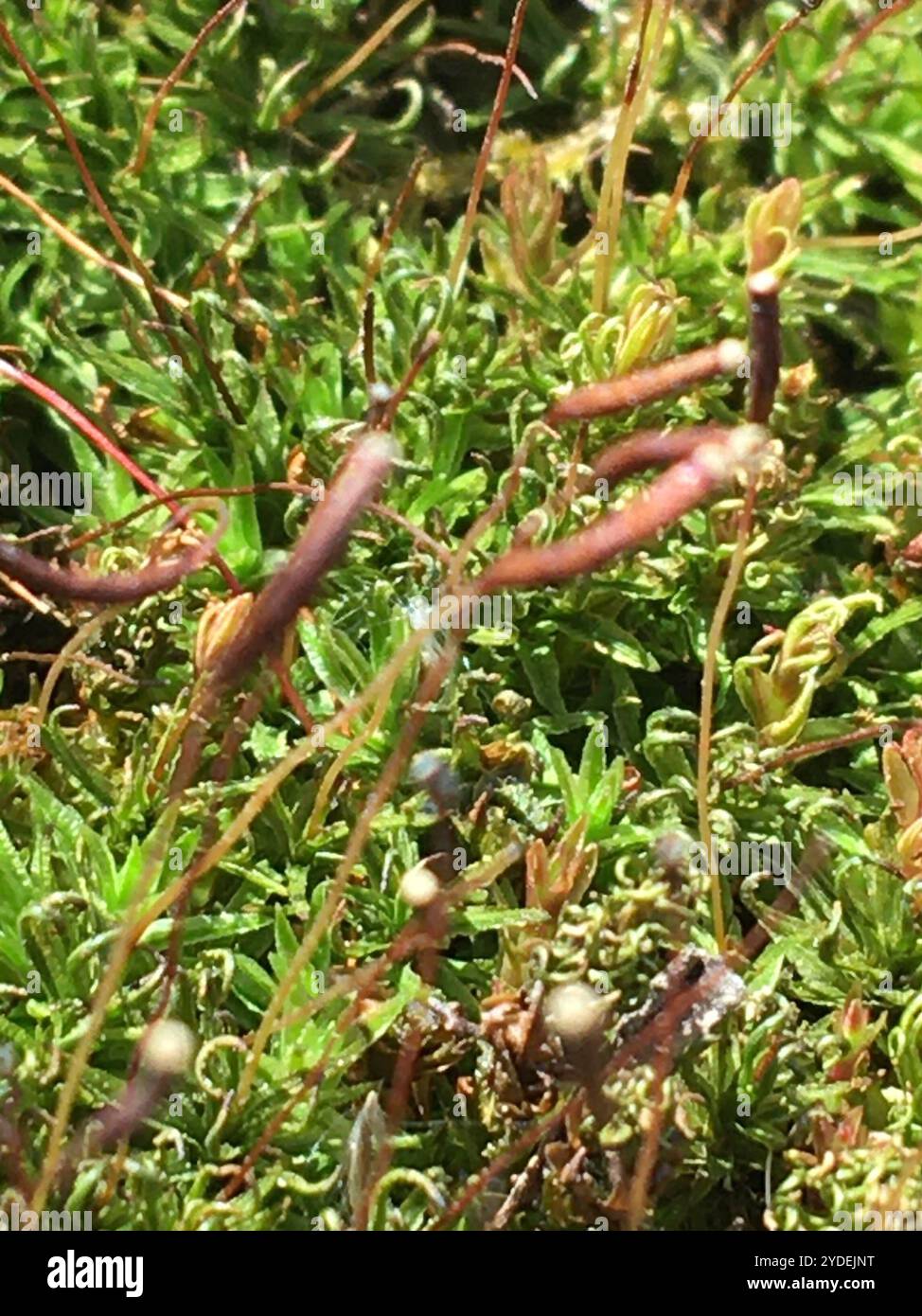 lesser smoothcap (Atrichum angustatum Stock Photo - Alamy