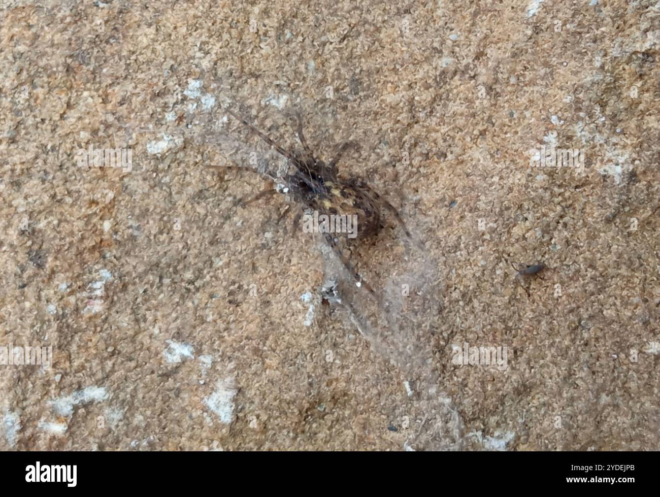 House Funnel-web Spiders (Tegenaria Stock Photo - Alamy