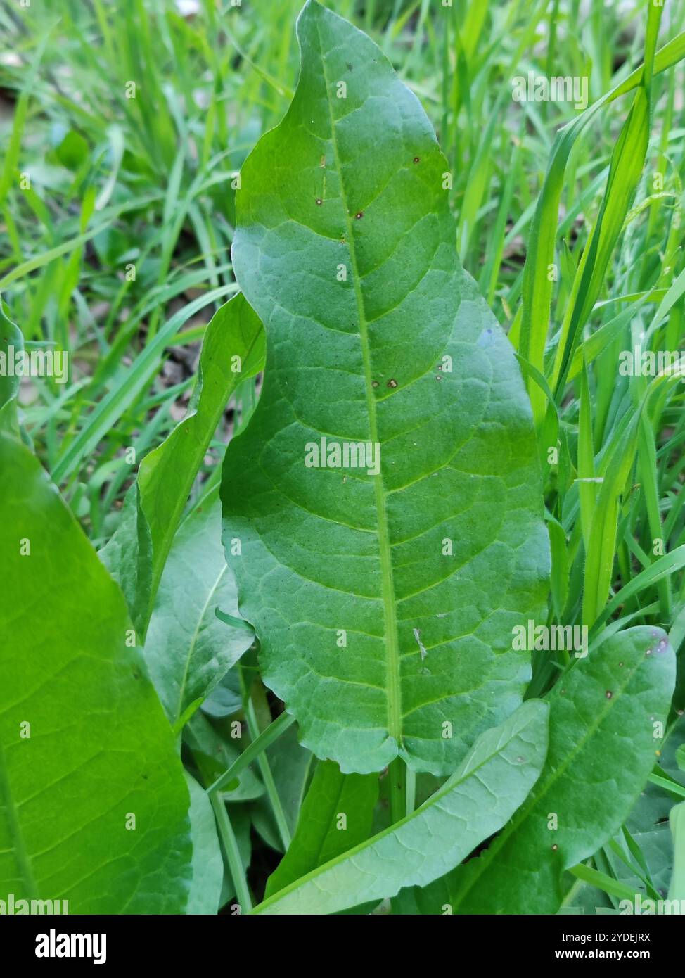 Blue Dock Beetle (Gastrophysa cyanea Stock Photo - Alamy