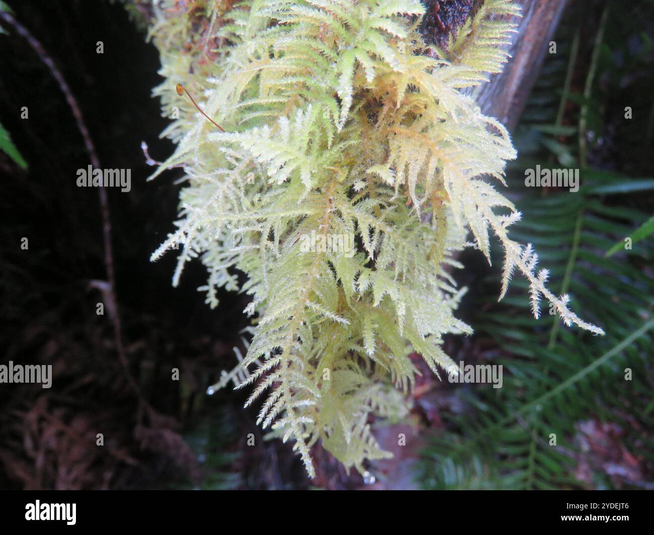 Oregon Beaked Moss (Kindbergia oregana Stock Photo - Alamy