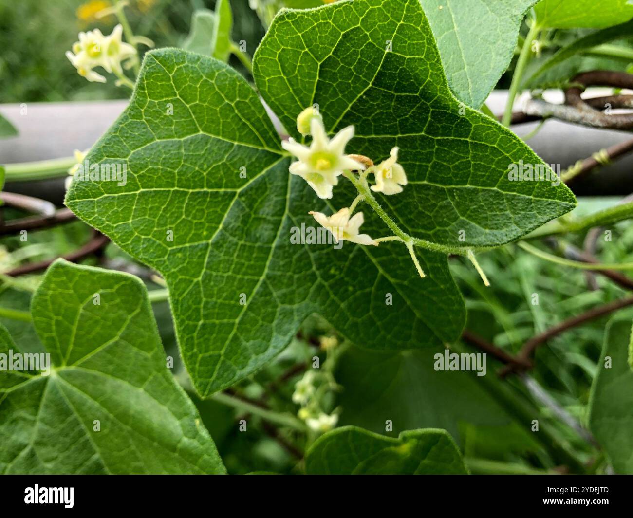 California manroot (Marah fabacea Stock Photo - Alamy