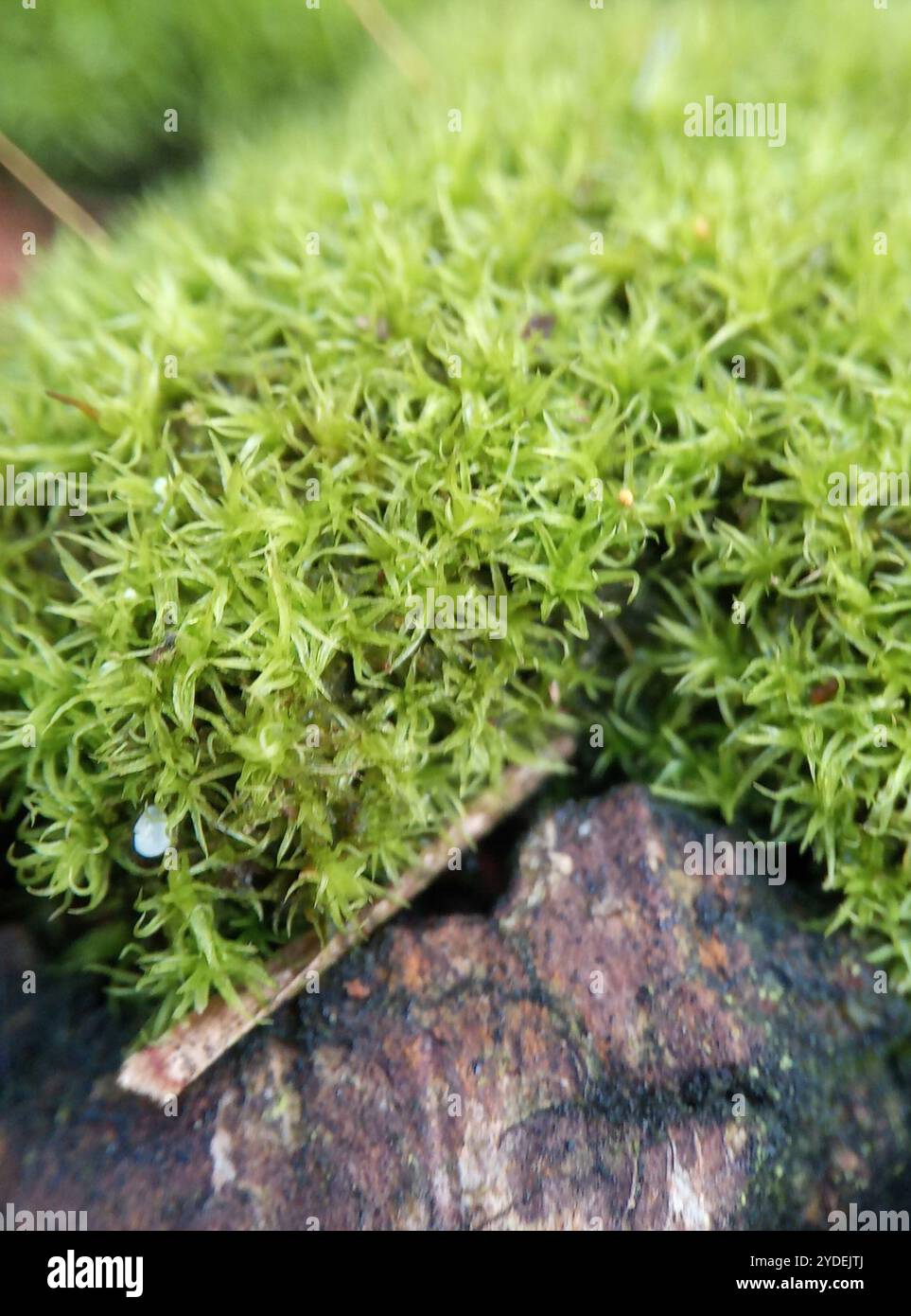Common Pincushion (Dicranoweisia cirrata Stock Photo - Alamy
