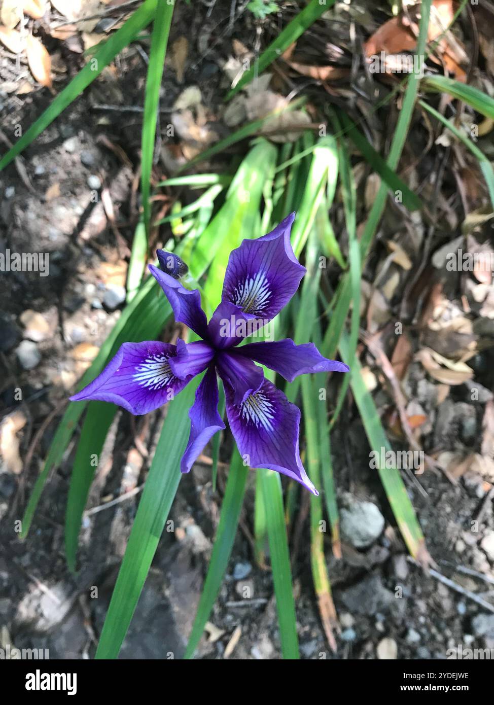 Douglas iris (Iris douglasiana Stock Photo - Alamy