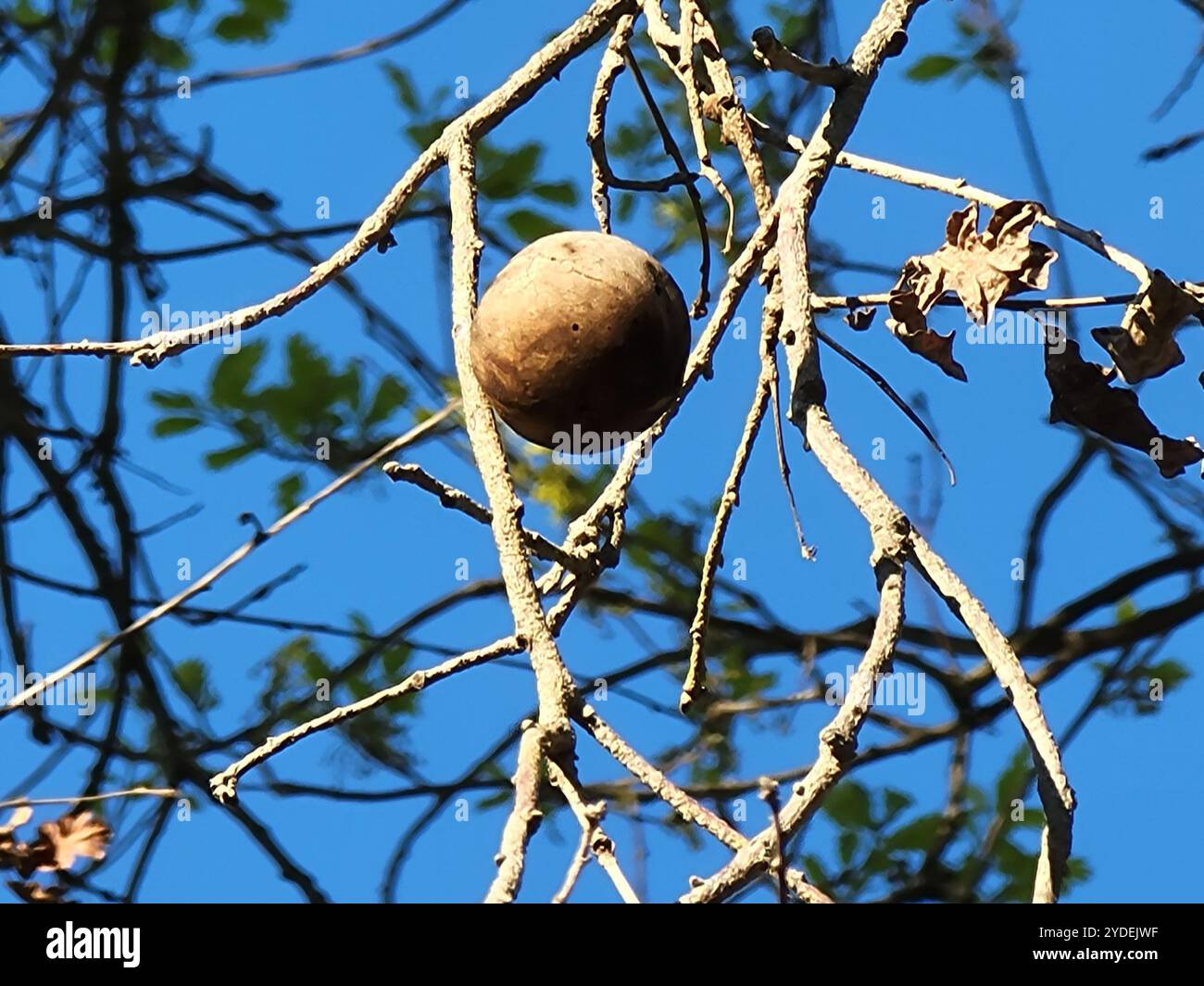 California Gall Wasp (Andricus quercuscalifornicus Stock Photo - Alamy