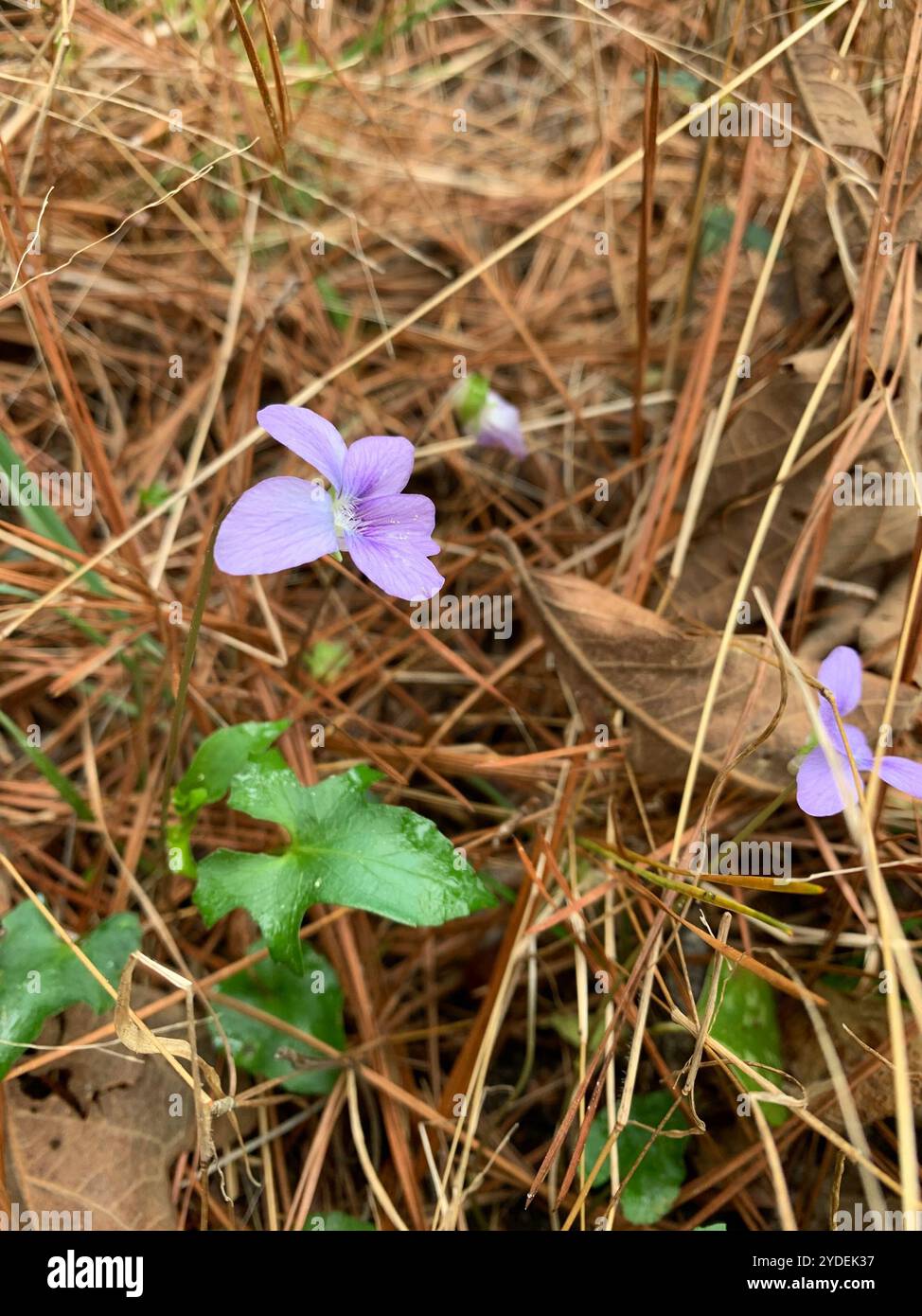 three-lobed violet (Viola palmata Stock Photo - Alamy