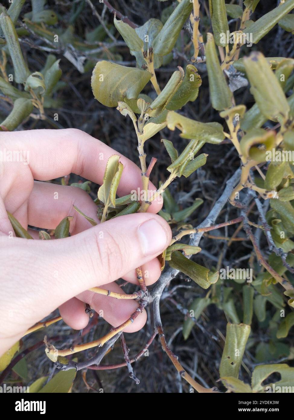 Snowbrush Ceanothus (Ceanothus velutinus Stock Photo - Alamy