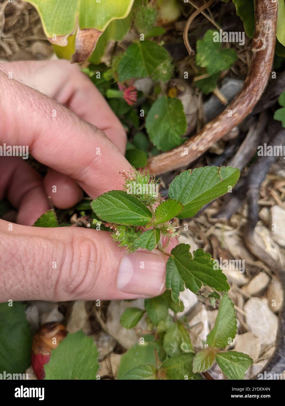 Field Copperleaf (Acalypha arvensis Stock Photo - Alamy