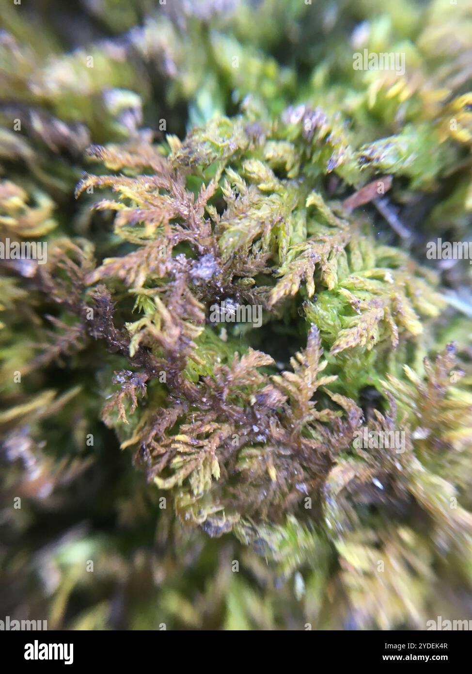 delicate fern moss (Thuidium delicatulum Stock Photo - Alamy