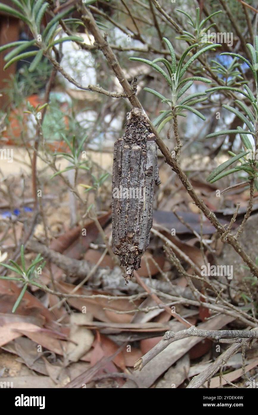 Bagworm Moths (Psychidae Stock Photo - Alamy