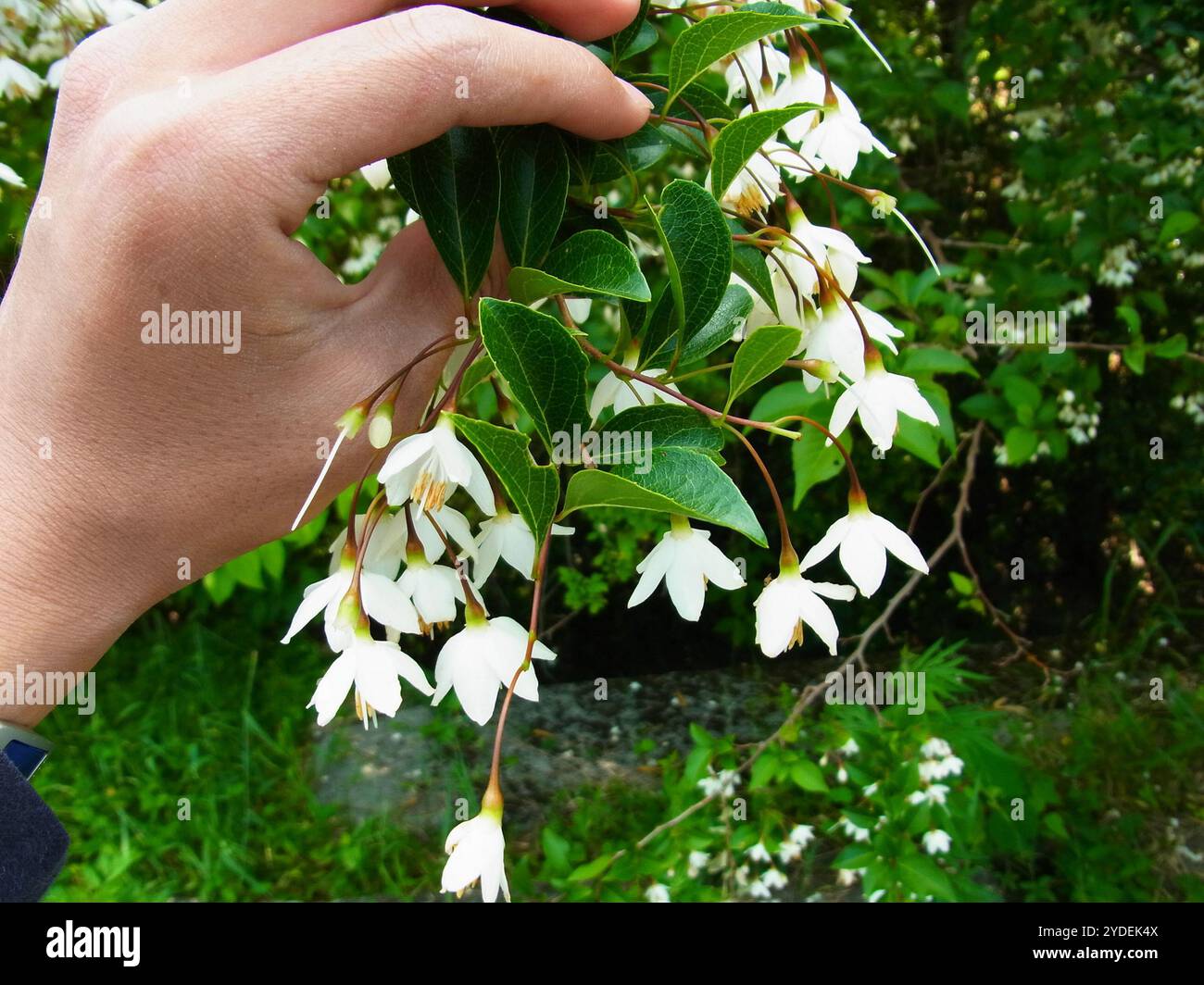 Japanese snowbell (Styrax japonicus Stock Photo - Alamy