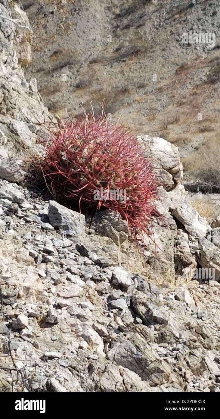 California Barrel Cactus (Ferocactus cylindraceus Stock Photo - Alamy