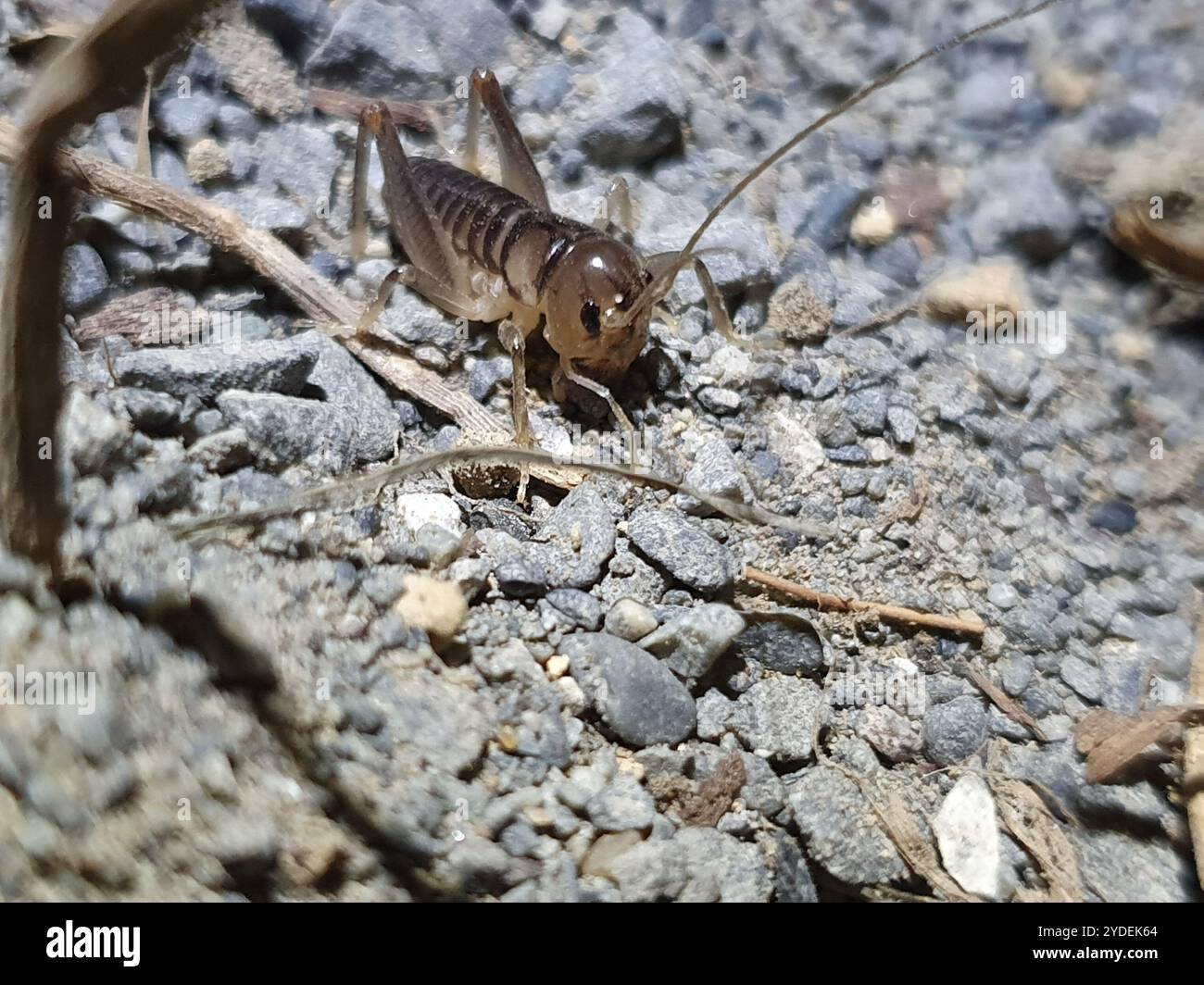 Ground Wētā (Hemiandrus Stock Photo - Alamy