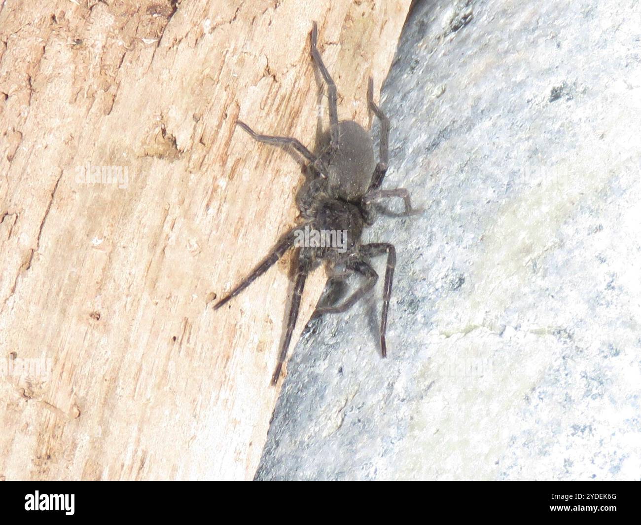 Thin-legged Wolf Spiders (Pardosa Stock Photo - Alamy