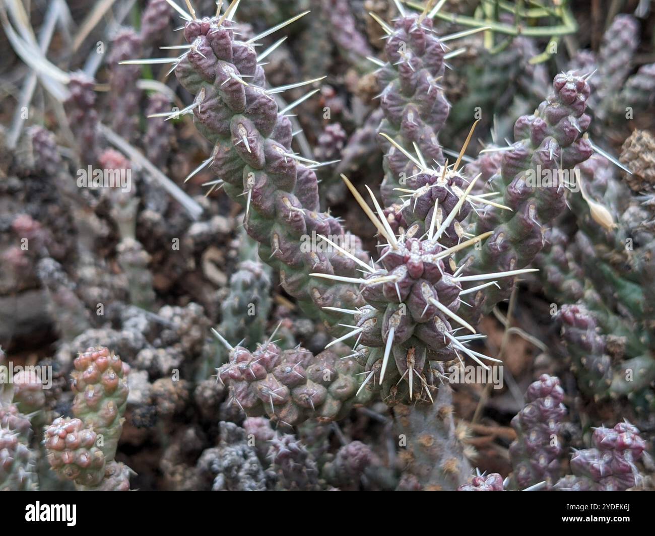 Whipple Cholla (Cylindropuntia whipplei Stock Photo - Alamy