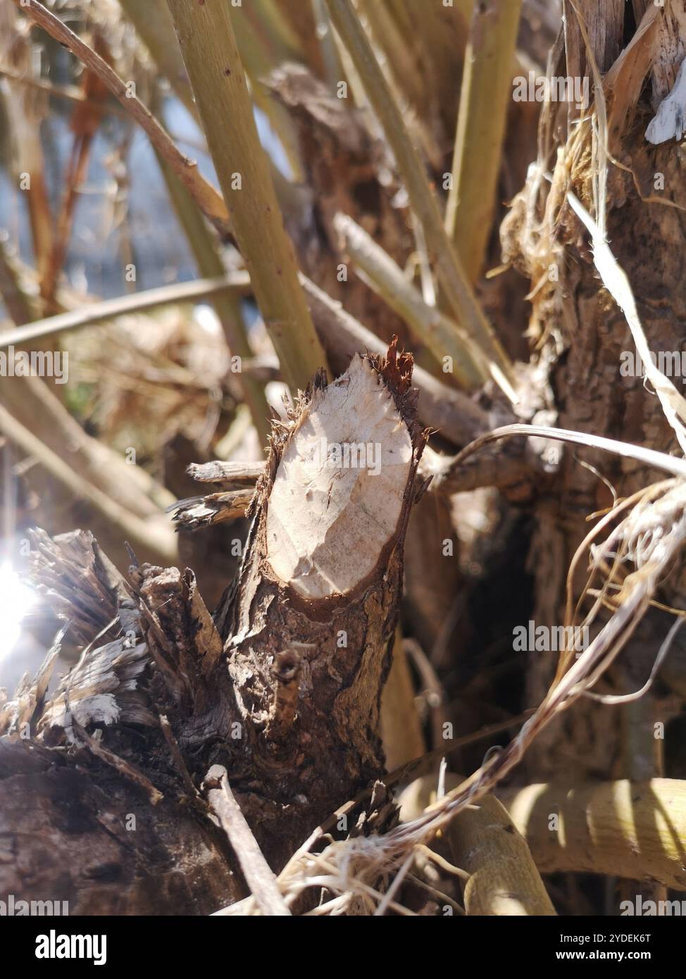 Eurasian Beaver (Castor fiber Stock Photo - Alamy