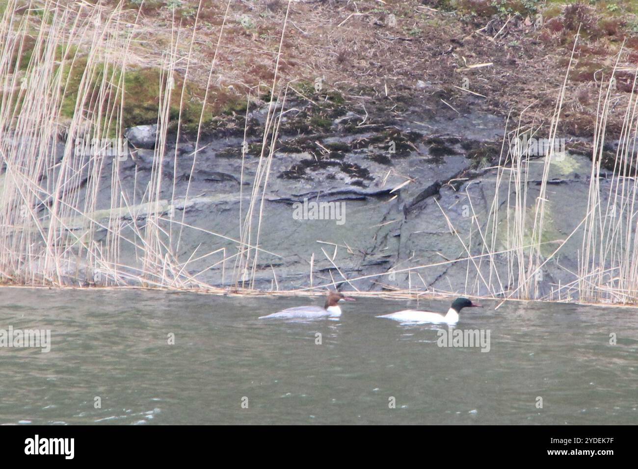 Common Merganser (Mergus merganser Stock Photo - Alamy
