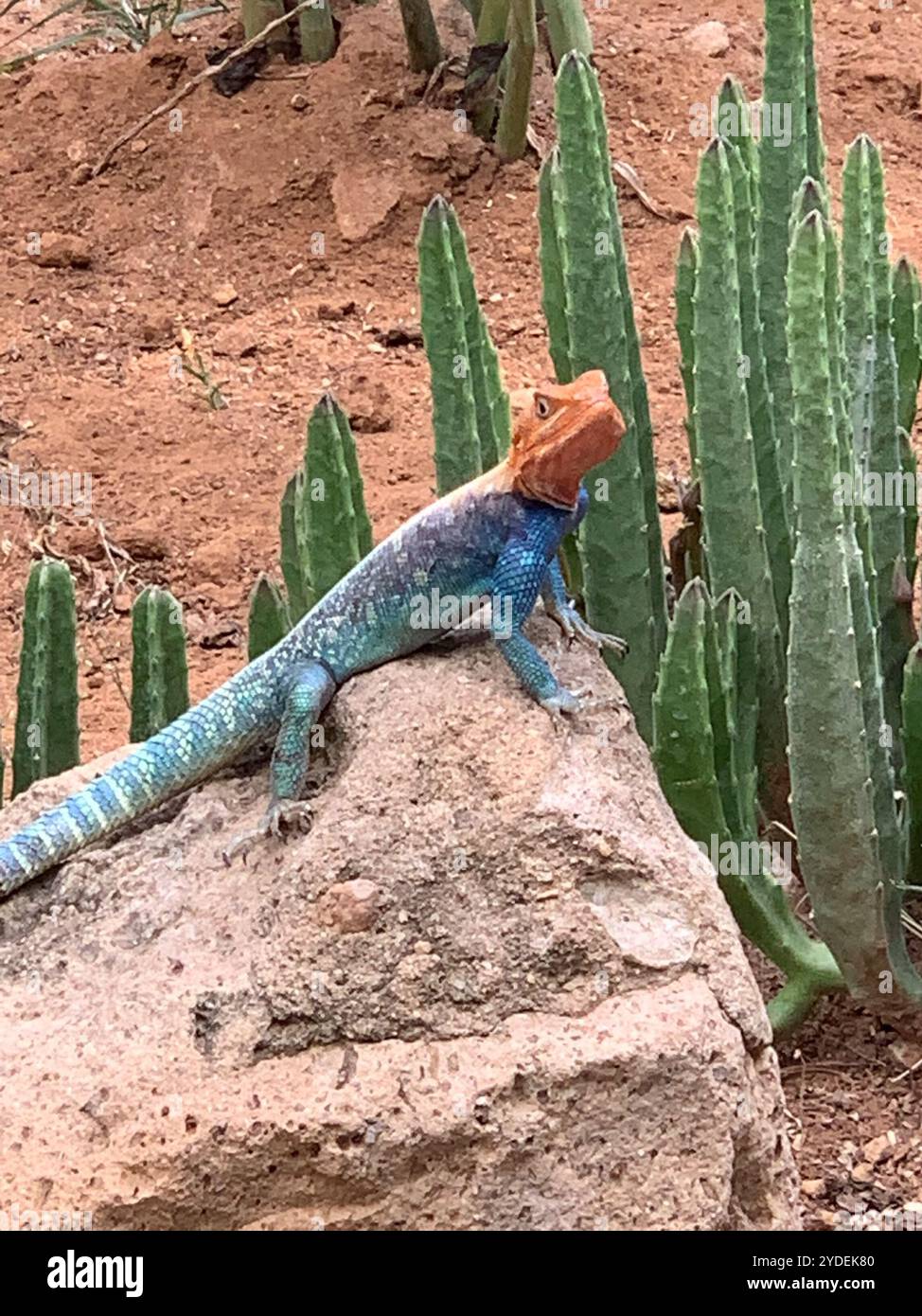 Kenyan Rock Agama (Agama lionotus Stock Photo - Alamy