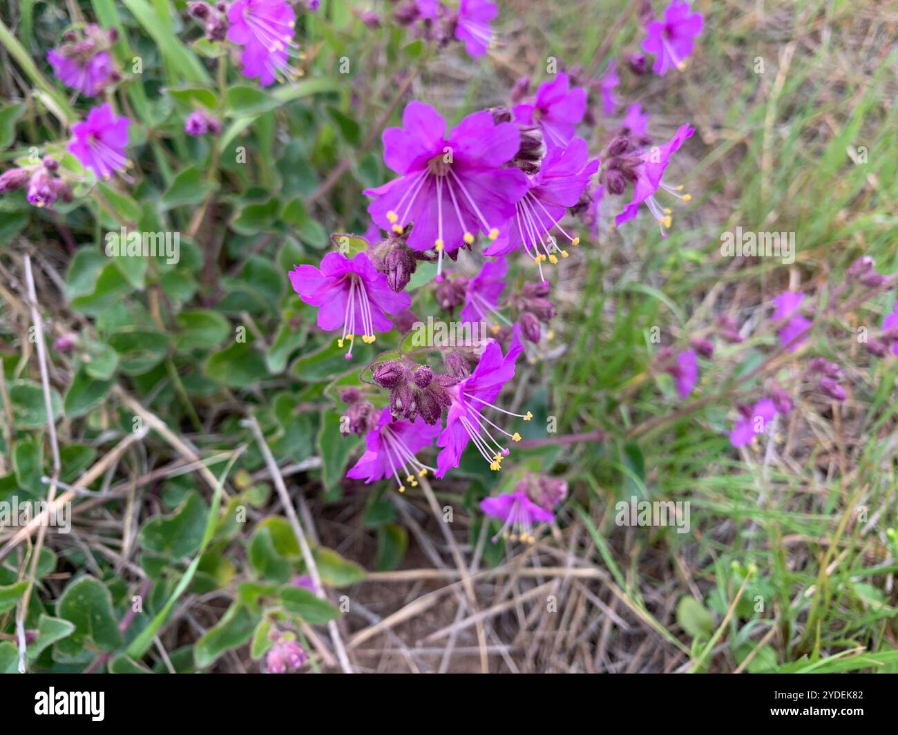 Wishbone Bush (Mirabilis laevis Stock Photo - Alamy