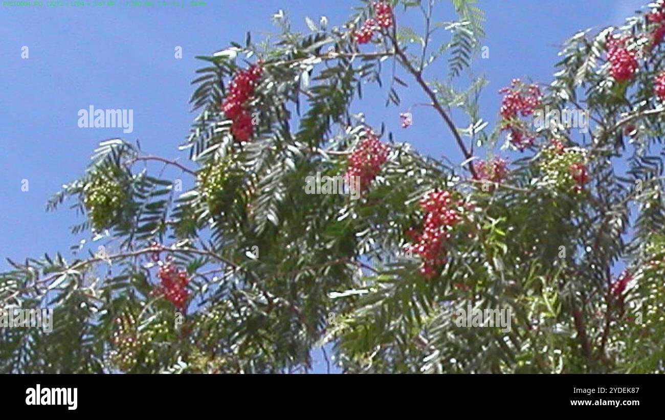 Peruvian Pepper Tree (Schinus molle Stock Photo - Alamy