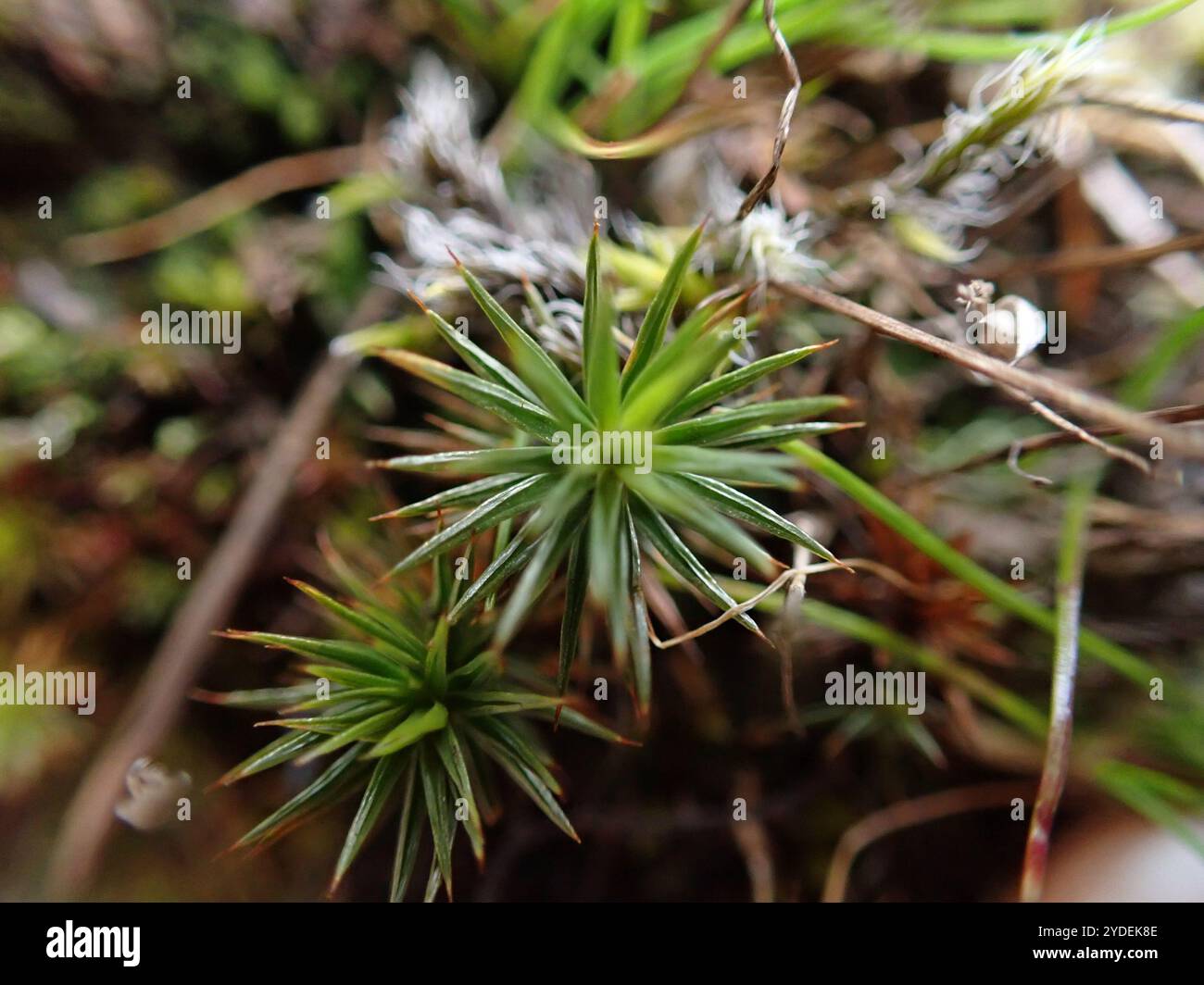 juniper haircap moss (Polytrichum juniperinum Stock Photo - Alamy