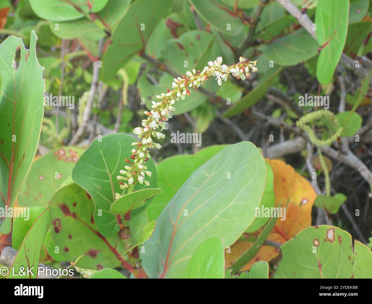 sea grape (Coccoloba uvifera Stock Photo - Alamy