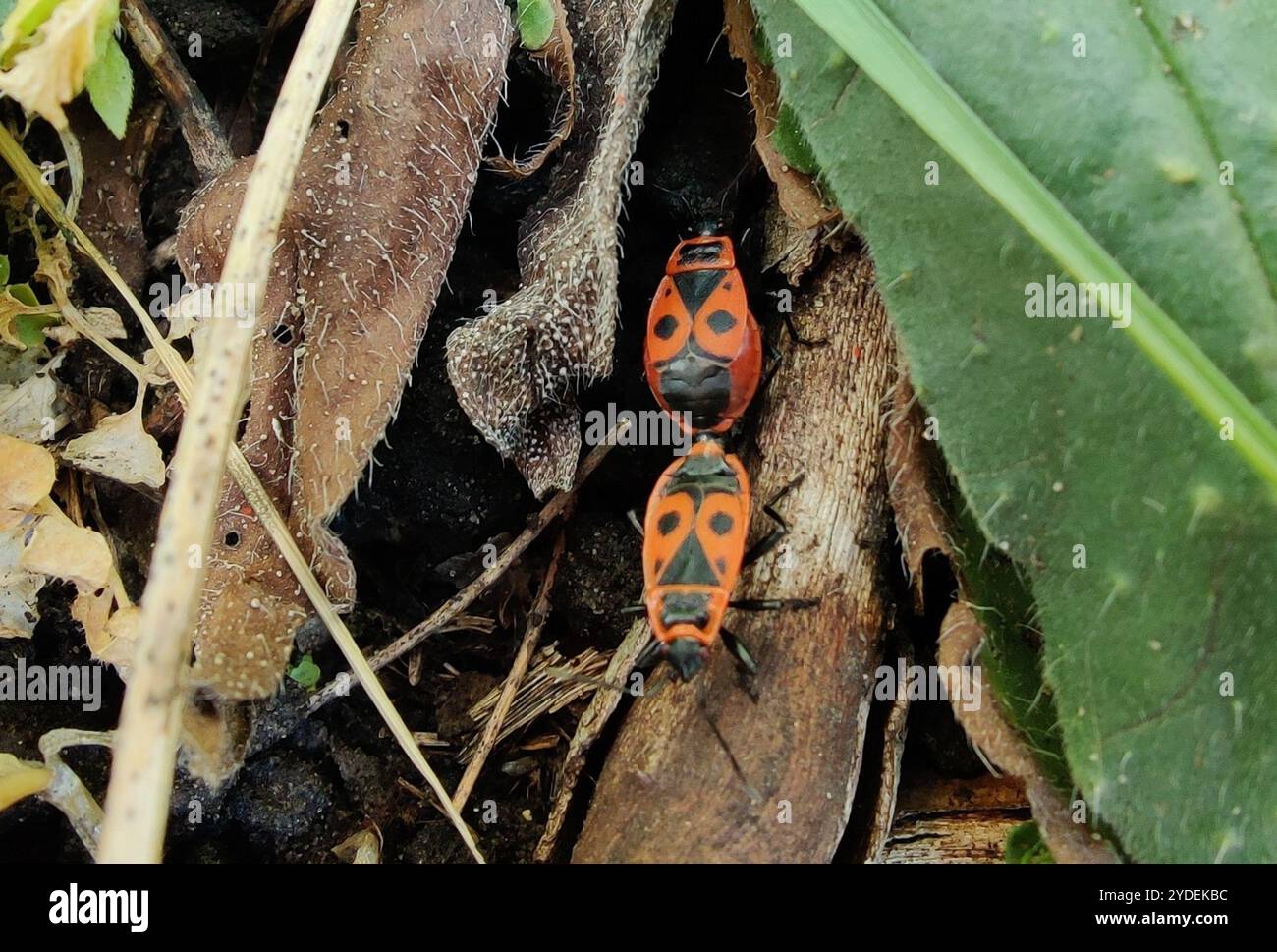 European Firebug (Pyrrhocoris apterus Stock Photo - Alamy European Firebug (Pyrrhocoris apterus Stock Photo - Alamy
