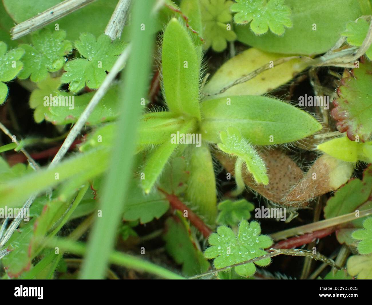 Rusty Popcornflower (Plagiobothrys nothofulvus Stock Photo - Alamy