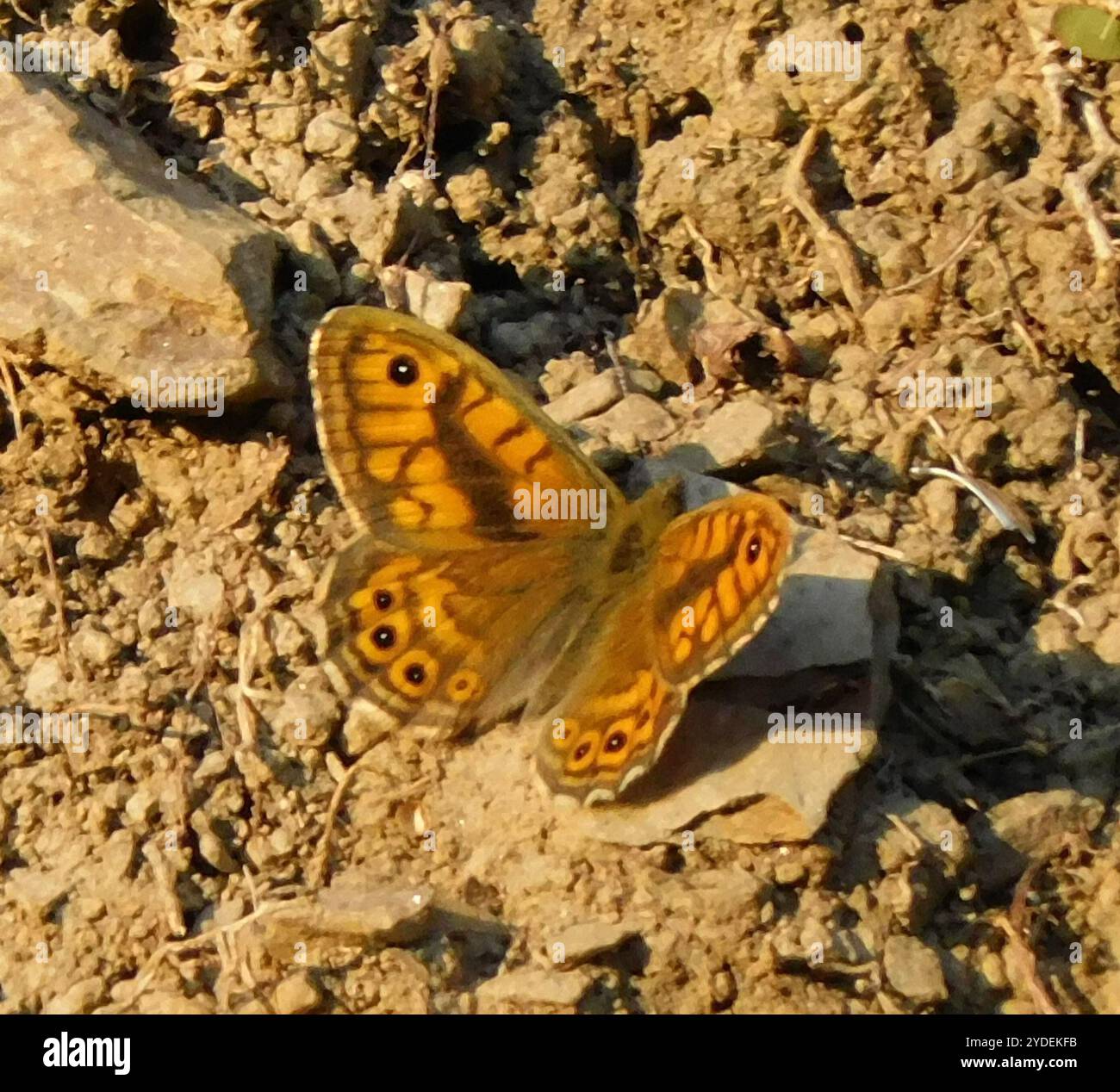 Wall Brown (Lasiommata megera Stock Photo - Alamy