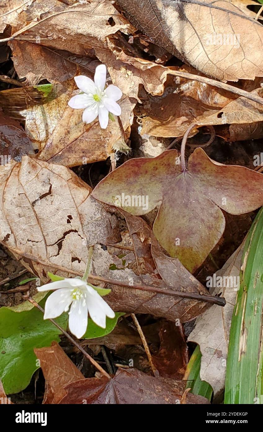 sharp-lobed hepatica (Hepatica acutiloba Stock Photo - Alamy