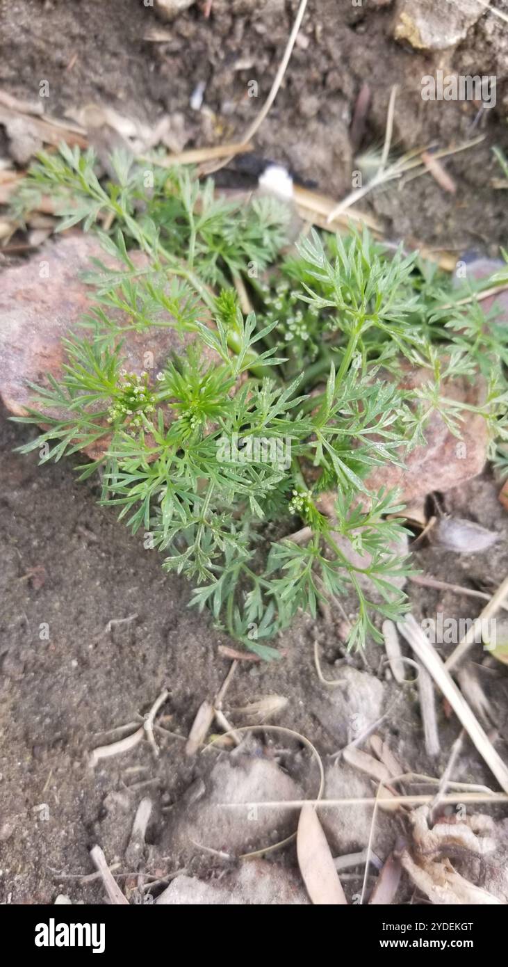 Marsh parsley (Cyclospermum leptophyllum Stock Photo - Alamy