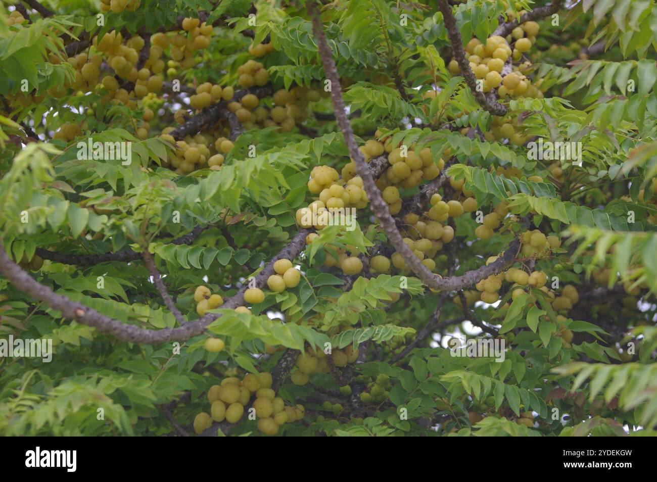 Tahitian gooseberry tree (Phyllanthus acidus Stock Photo - Alamy