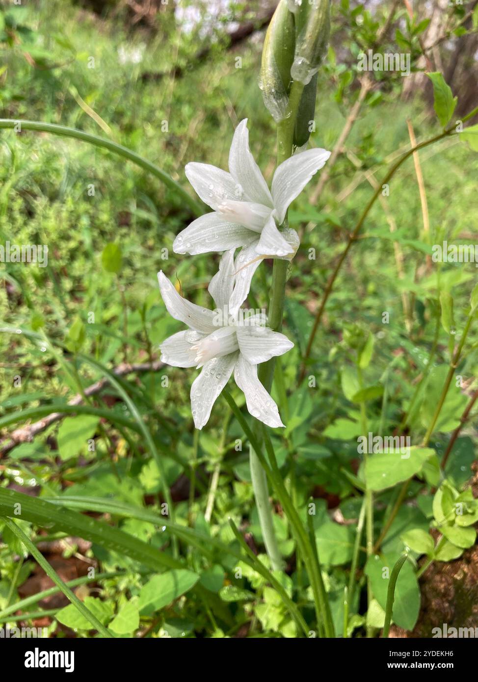 Drooping star of bethlehem ornithogalum hi-res stock photography and ...