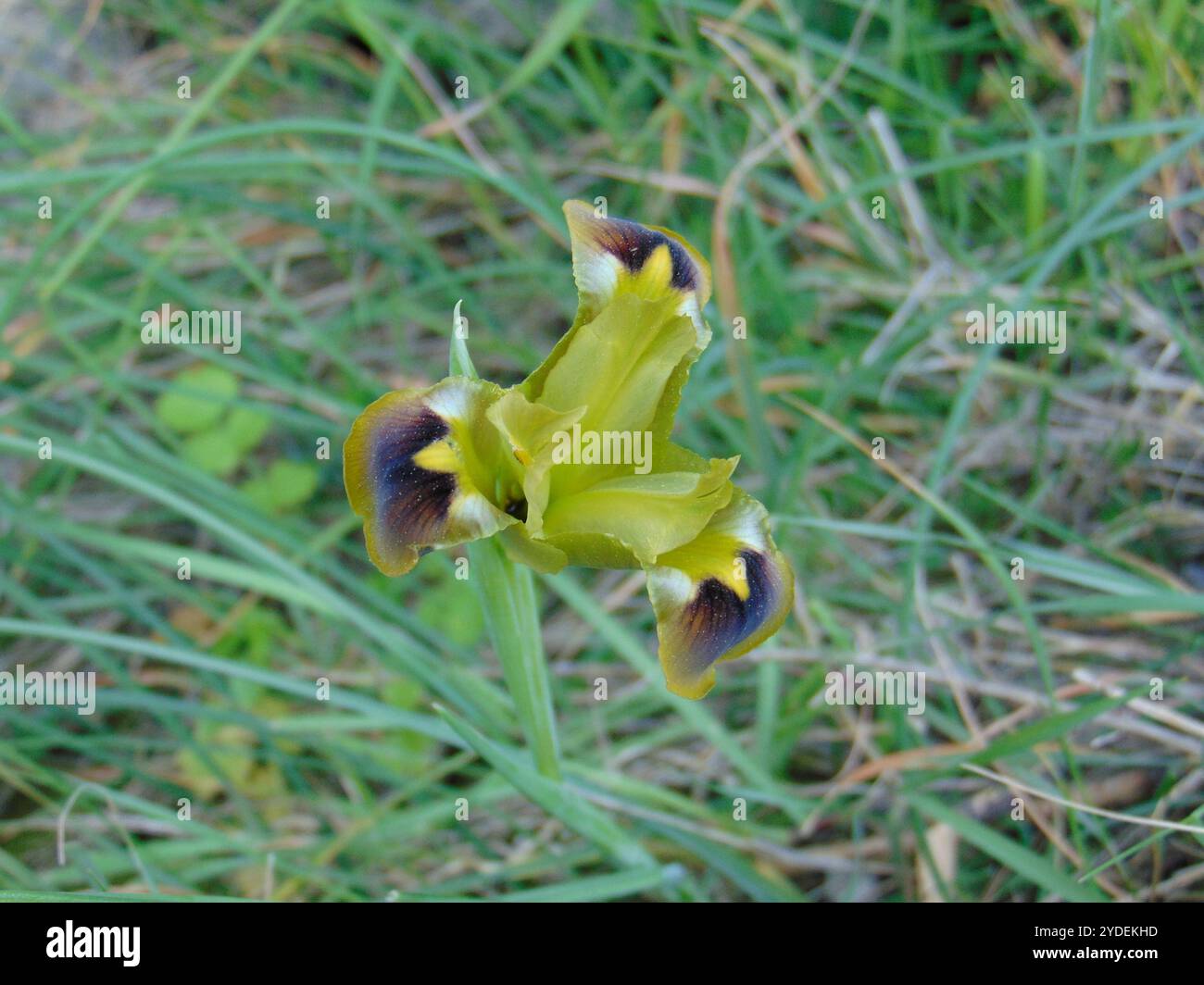 Snake's-head Iris (Iris tuberosa Stock Photo - Alamy