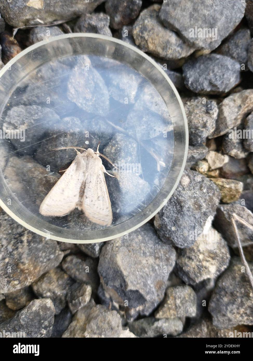 Powdered Quaker (Orthosia gracilis Stock Photo - Alamy