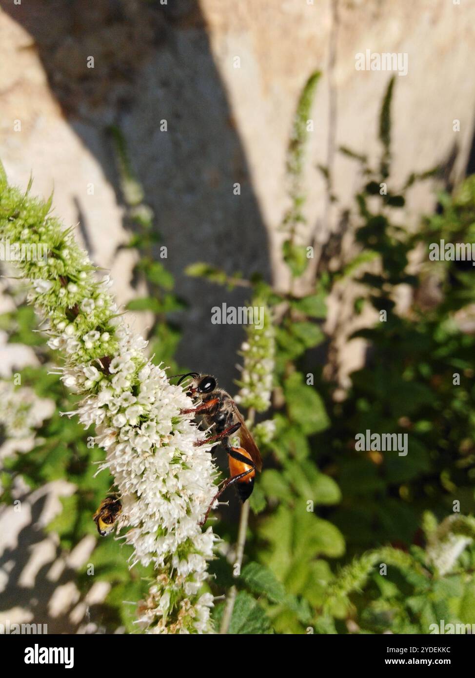 Golden Digger Wasp (Sphex funerarius Stock Photo - Alamy