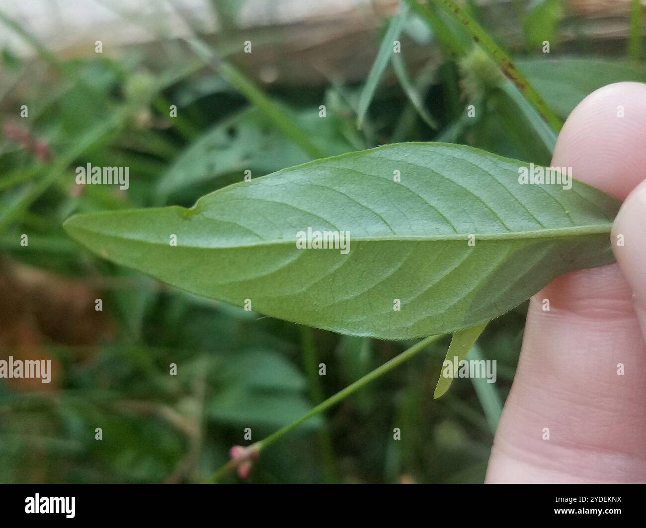 low smartweed (Persicaria longiseta Stock Photo - Alamy