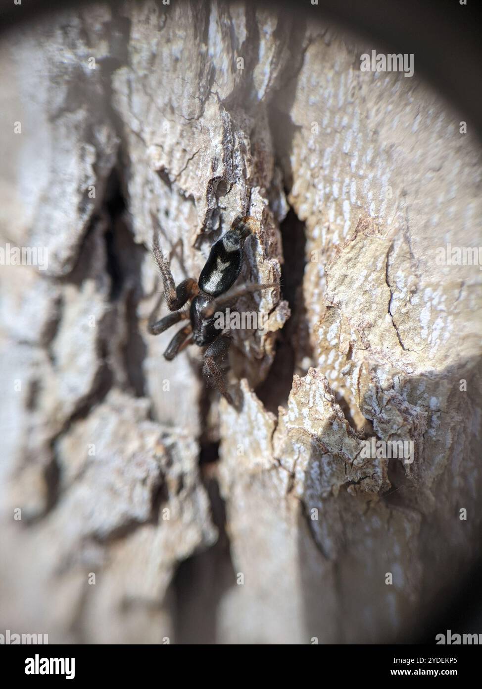 Eastern Parson Spider (Herpyllus ecclesiasticus Stock Photo - Alamy