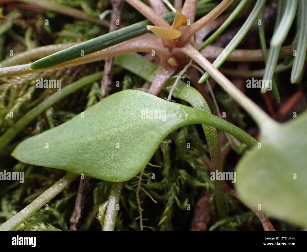 Claytonia sect. Limnia (Limnia Stock Photo - Alamy