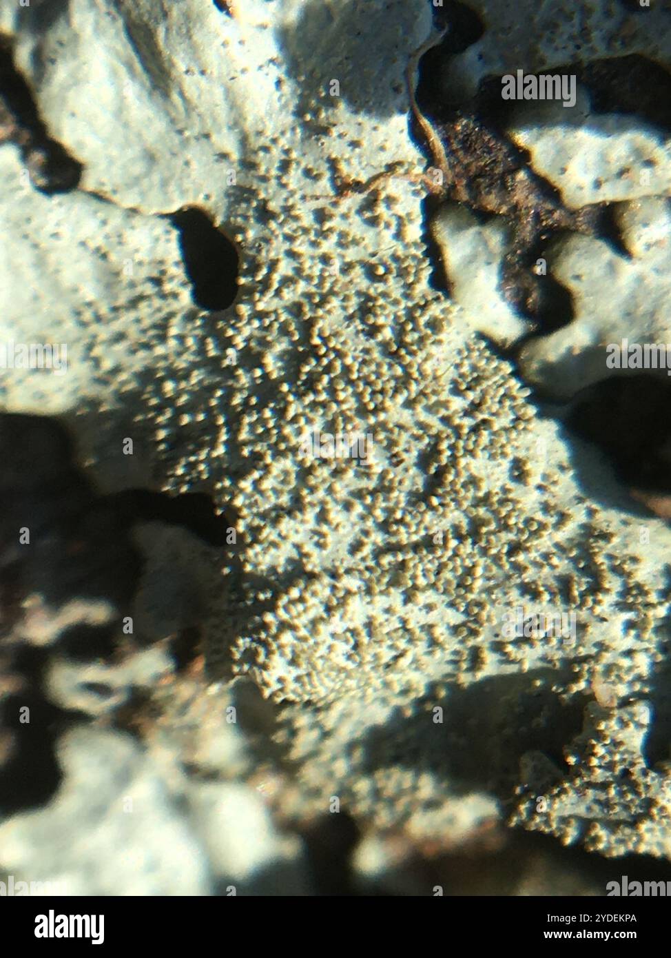 Peppered Rock-shield (Xanthoparmelia conspersa Stock Photo - Alamy