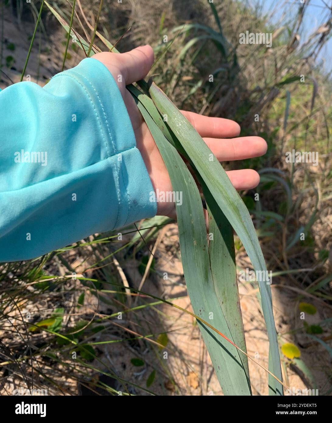 Panicgrass hi-res stock photography and images - Alamy