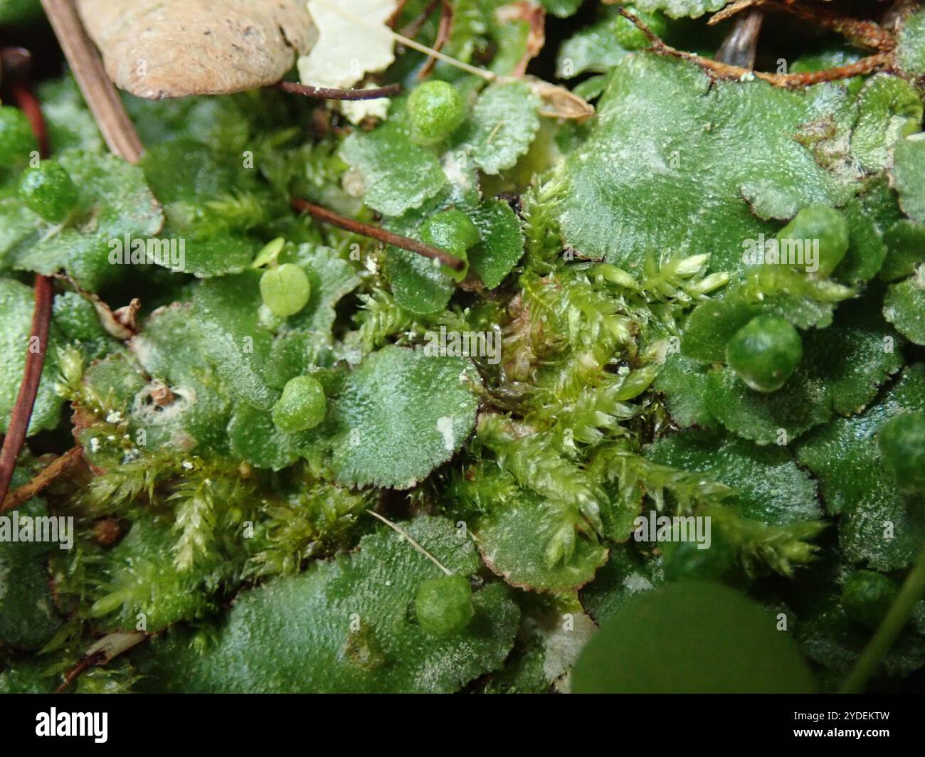 Hemisphaeric Liverwort (Reboulia hemisphaerica Stock Photo - Alamy