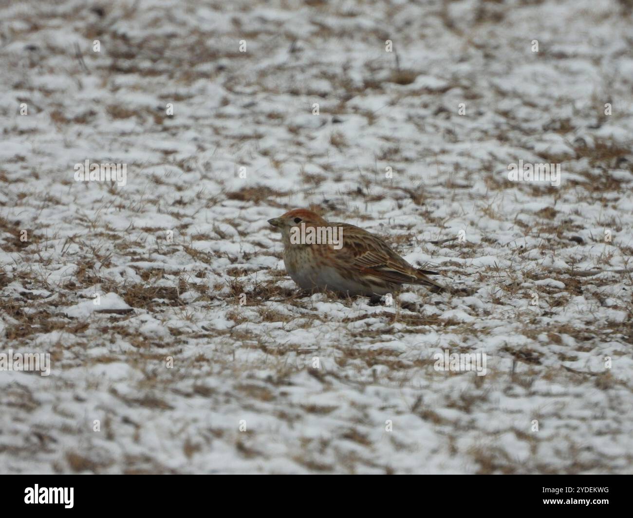 White-winged Lark (Alauda leucoptera Stock Photo - Alamy