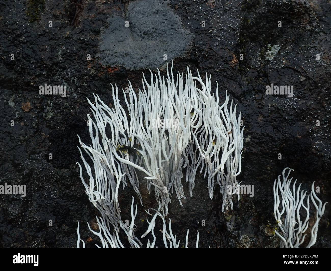 Whiteworm Lichen (Thamnolia vermicularis Stock Photo - Alamy
