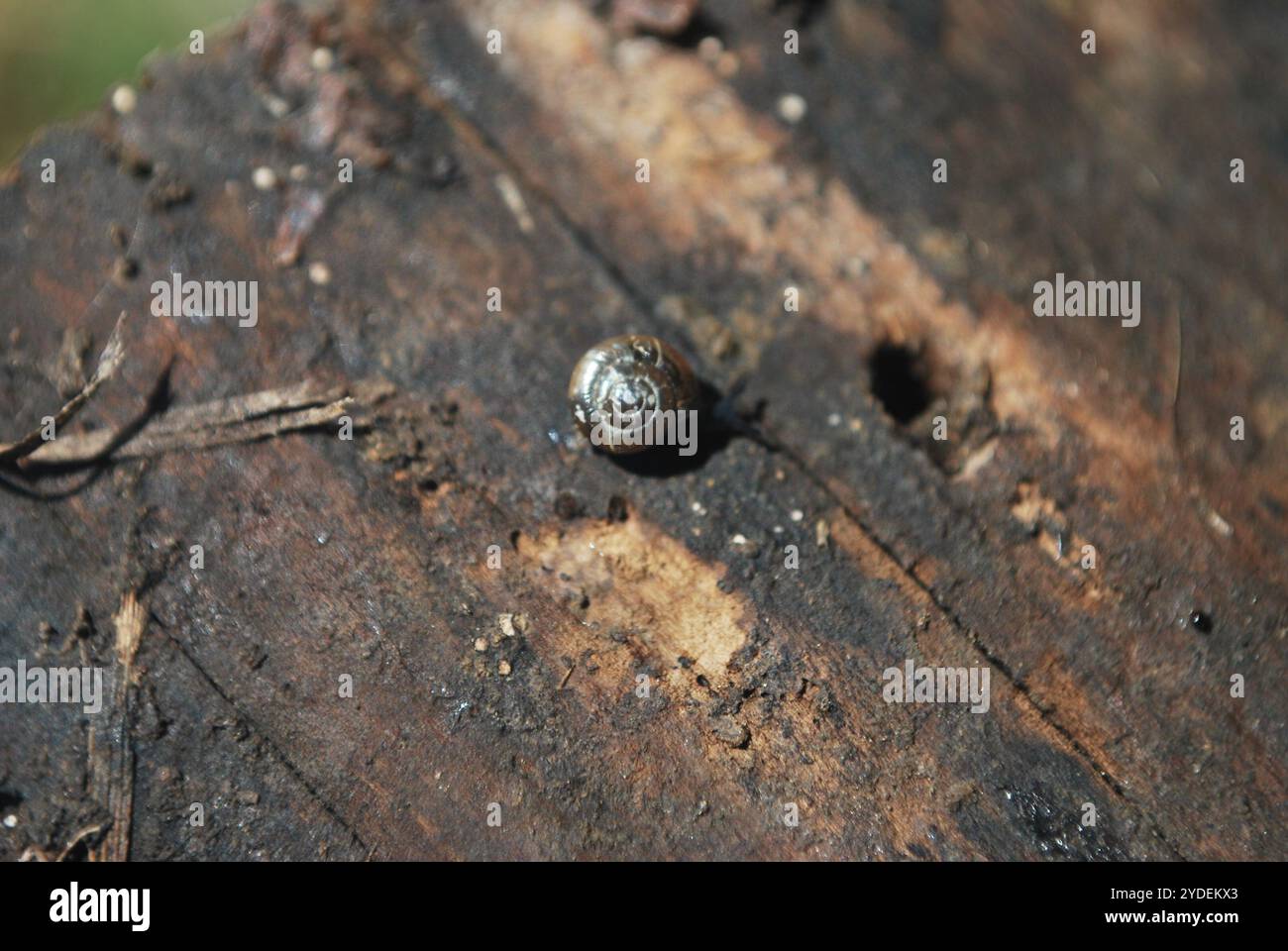 Common Land Snails and Slugs (Stylommatophora Stock Photo - Alamy