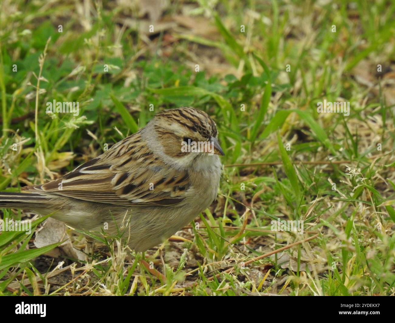 Clay-colored Sparrow (Spizella pallida Stock Photo - Alamy