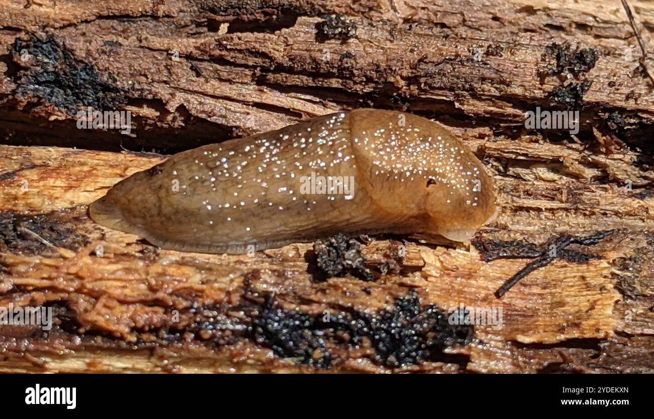 Western Dusky Slug (Arion subfuscus Stock Photo - Alamy