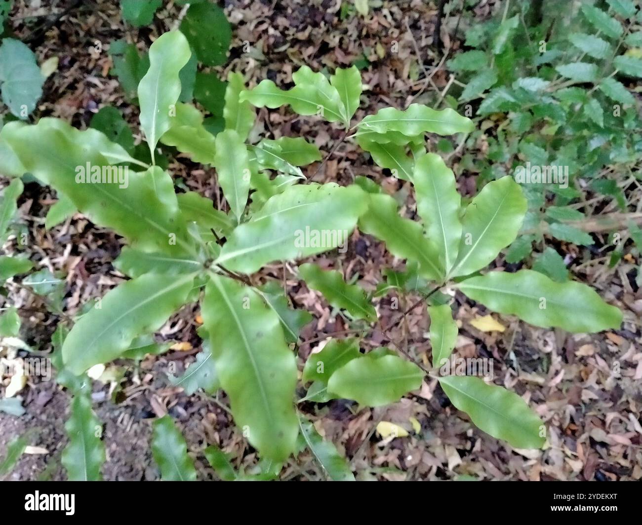 tarata (Pittosporum eugenioides Stock Photo - Alamy
